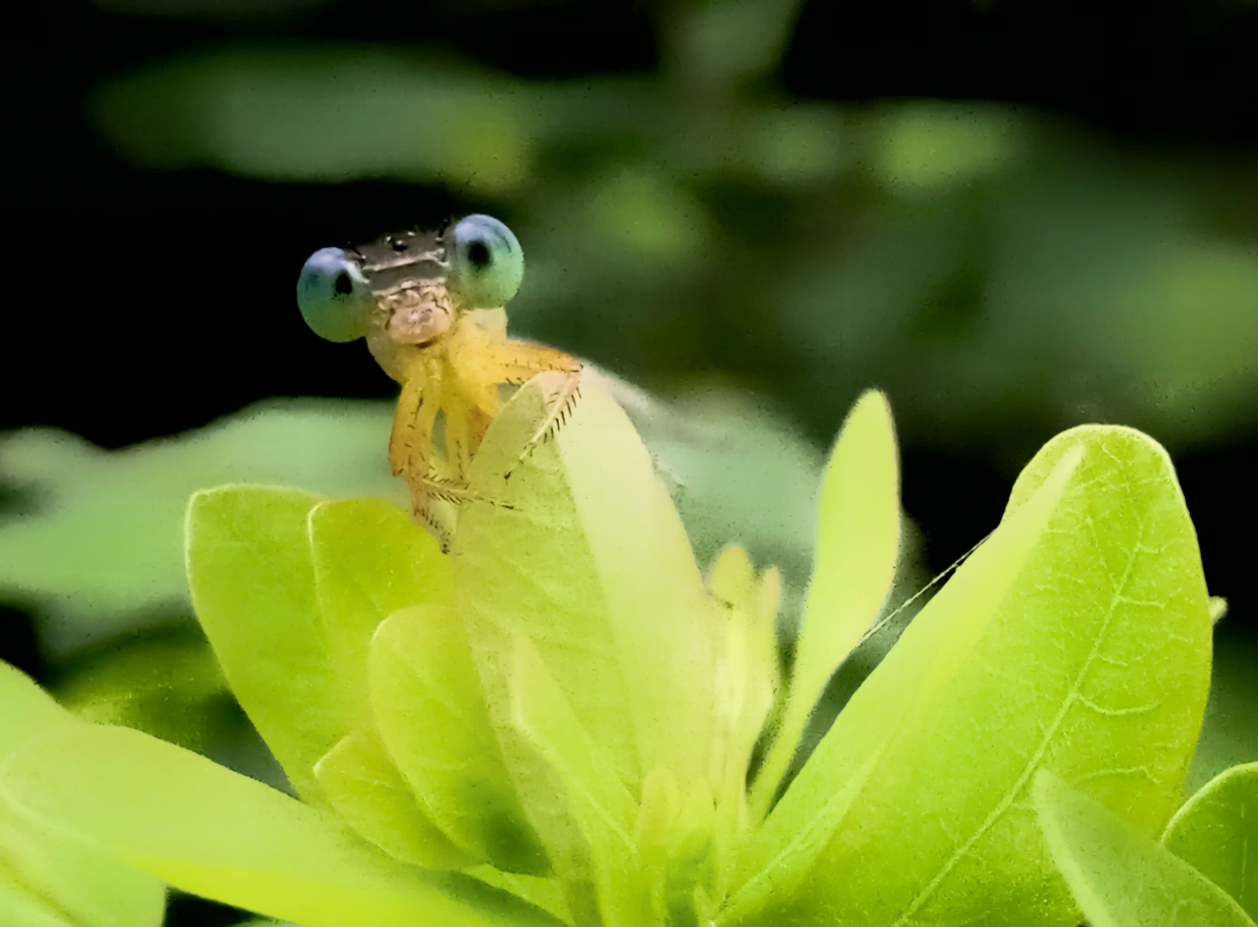 Smiling Dragonfly – Xposure International Photography Awards